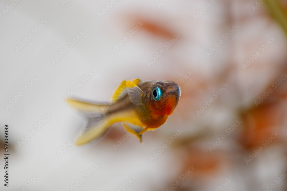 Popondichthys furcatus, Forktail blue eye, yellow forktail Pseudomugil ...