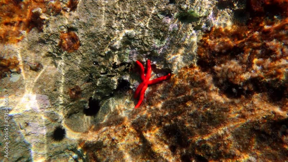 Red starfish and swimming fish on the reef. Underwater video with the ...