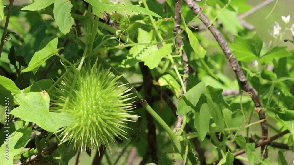 Green immature large spheric-oblong spiny trichomatic dehiscent capsule ...