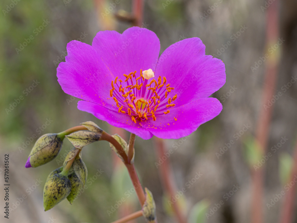flor pata de guanaco del desierto florido. Cistanthe grandiflora Stock ...