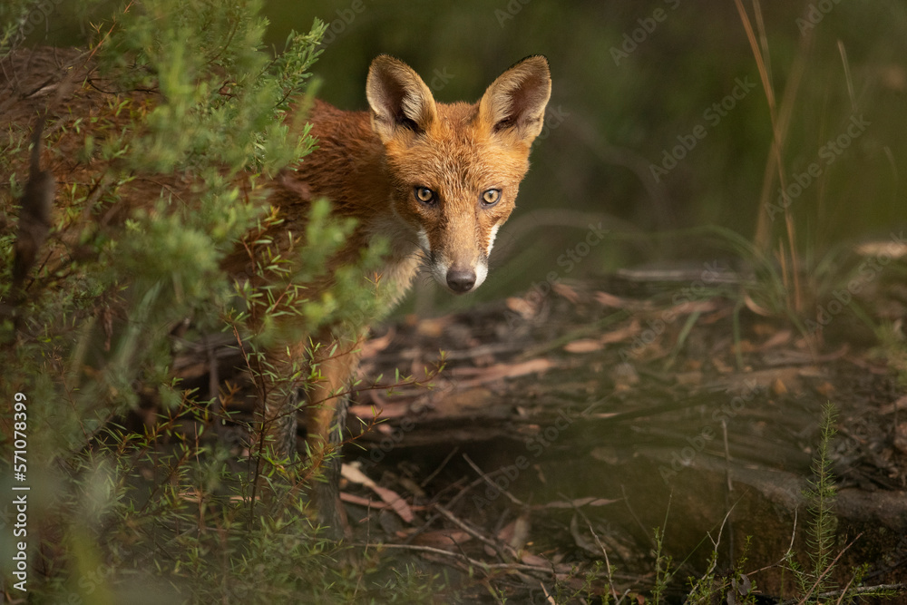 The hidden observer - A juvenile fox sets out to hunt and forage for ...