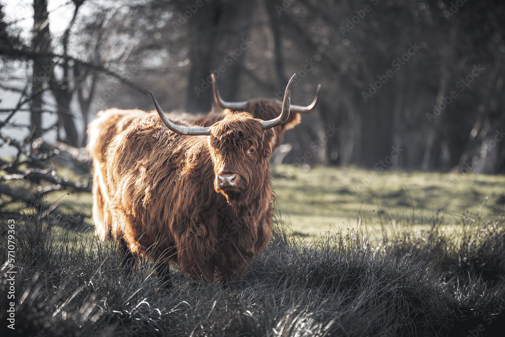 scottish highlander highland cow bull looking in camera by water from ...