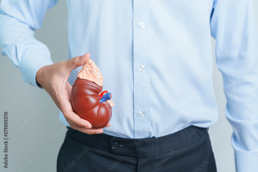 Man holding Anatomical human kidney Adrenal gland model. disease of ...