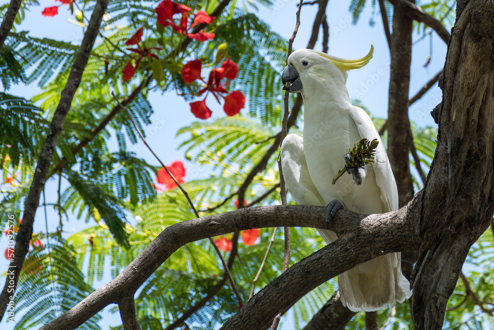 Australian Sulphur-crested Cockatoo sitting on branch in tree eating ...