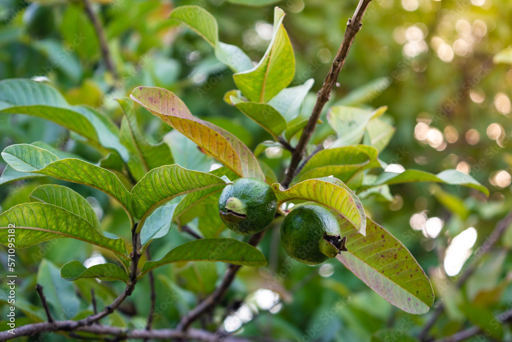 Tropical fruit guava on guava tree. Psidium guajava Stock Photo | Adobe ...