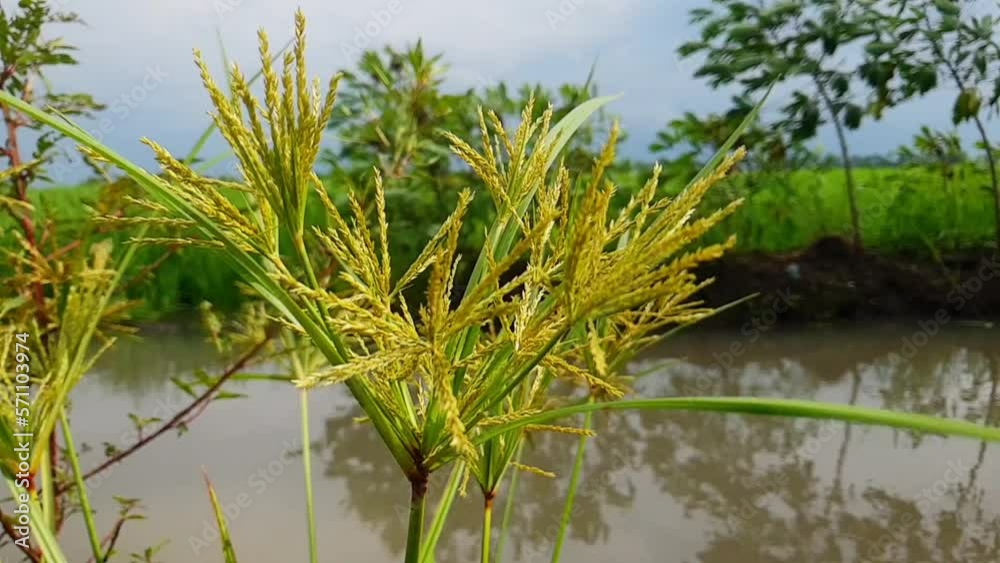 Cyperus rotundus (coco-grass, Java grass, nut grass, purple nut sedge ...
