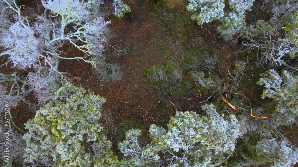 A major ice storm hit Canyon Lake, Texas causing several cedar trees to ...