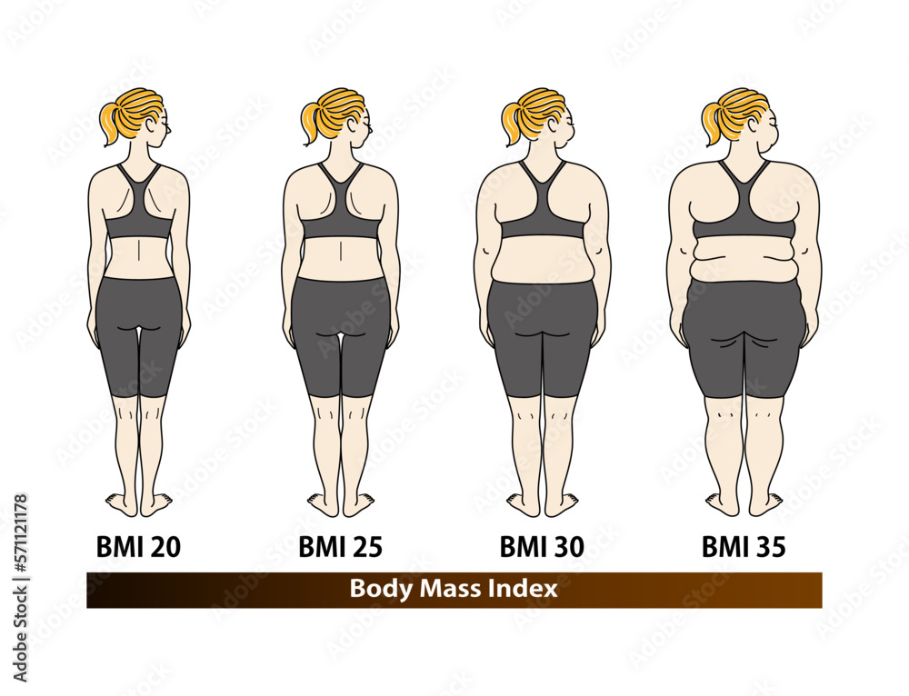 ボディマス指数別の体型変化 女性の後ろ姿 BMI (Body Mass Index) イラスト ベクター Body shape change ...