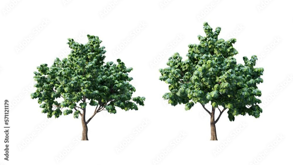 Growing trees on white background.3D animation growth grow from small ...