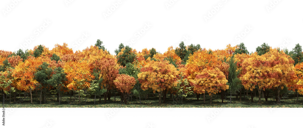 forest line, trees in the forest with grass and fallen leaves, isolated ...