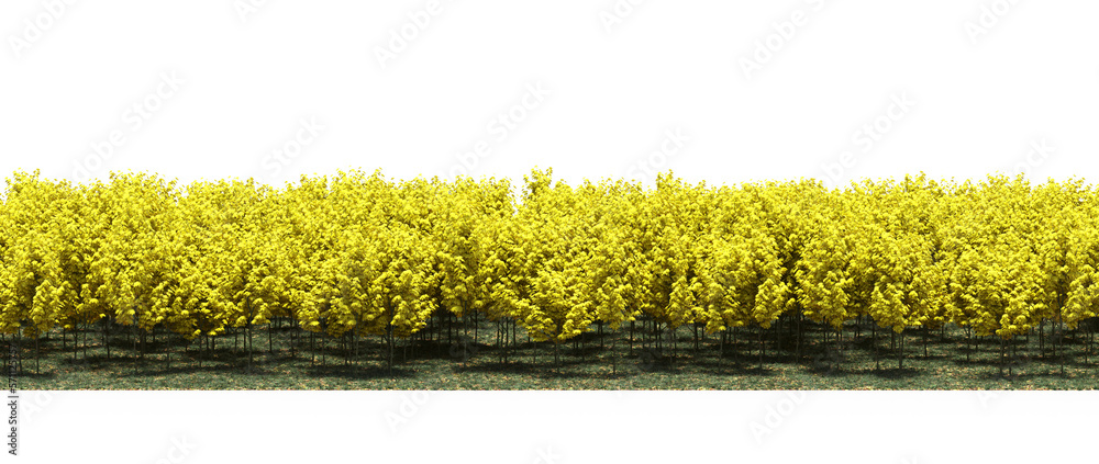 forest line, trees in the forest with grass and fallen leaves, isolated ...