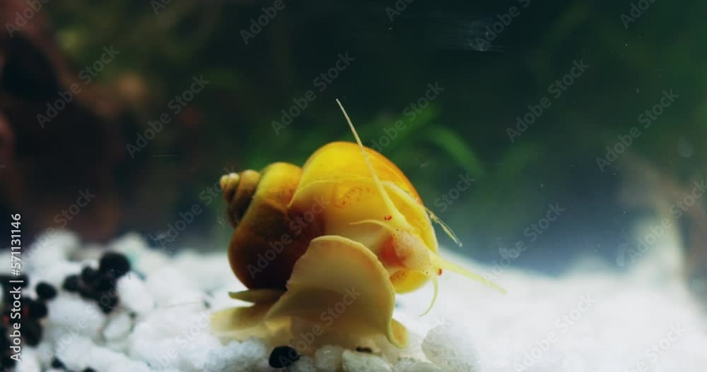 Yellow sea snail, aquarium and underwater animals in natural ...