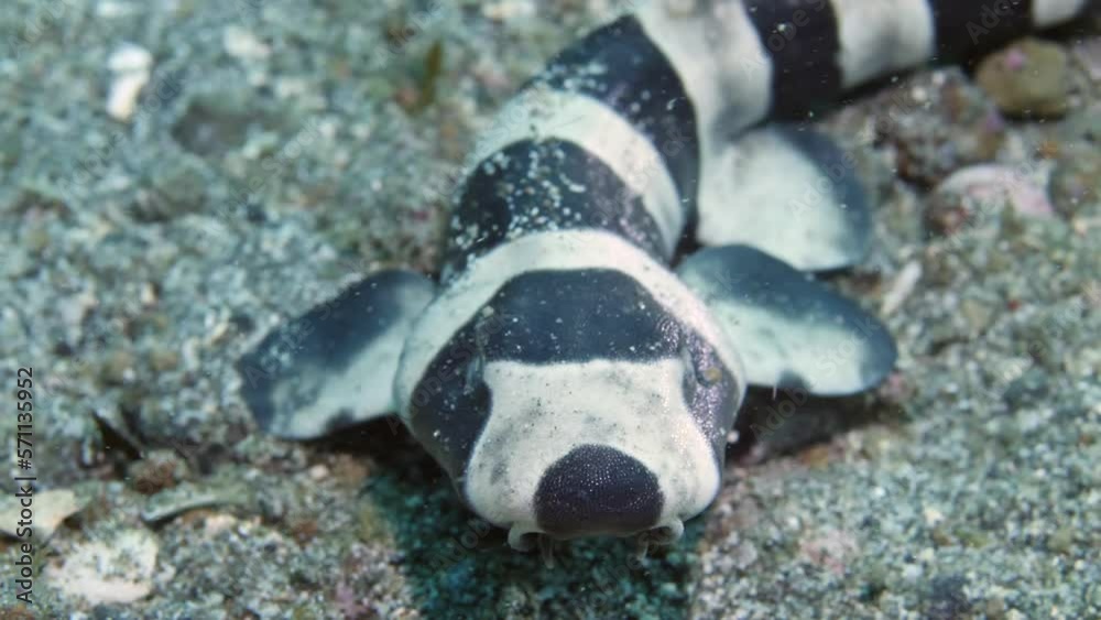 Young brown-striped cat shark Chiloscyllium punctatum on underwater ...