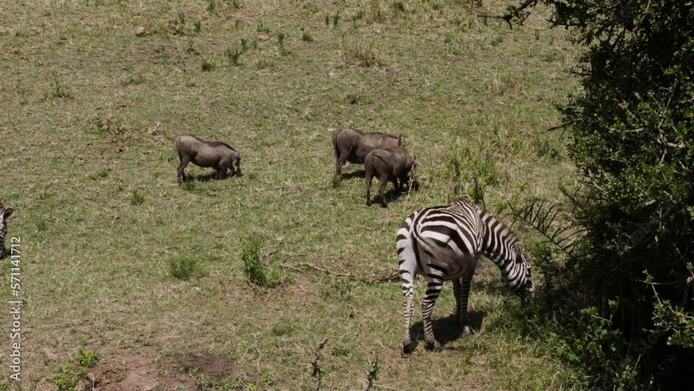 Group of zebras and warthogs eat grass together grazing in Kenyan ...