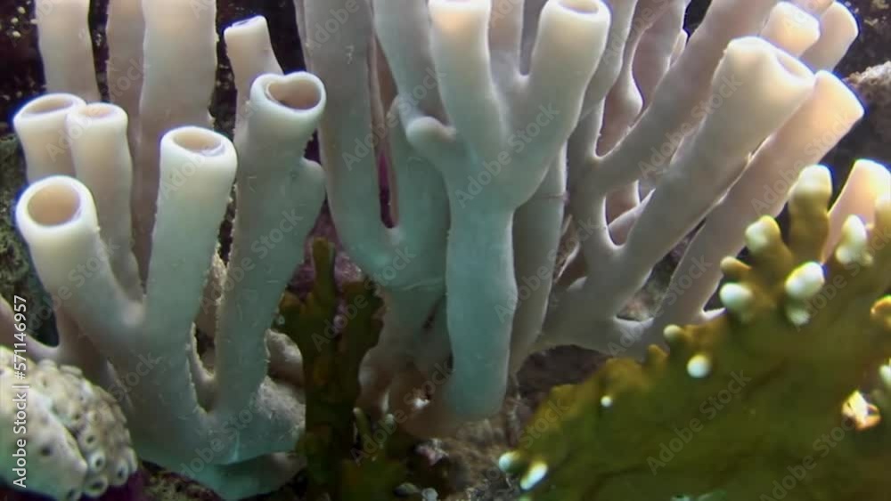 Tubular coral, Tube coral in Red Sea. Macro. Close-up. Coral reefs of ...