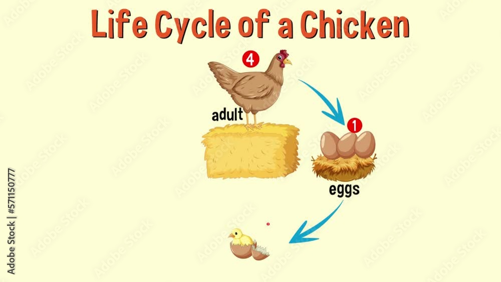 Life Cycle of a Chicken Diagram vídeo do Stock | Adobe Stock