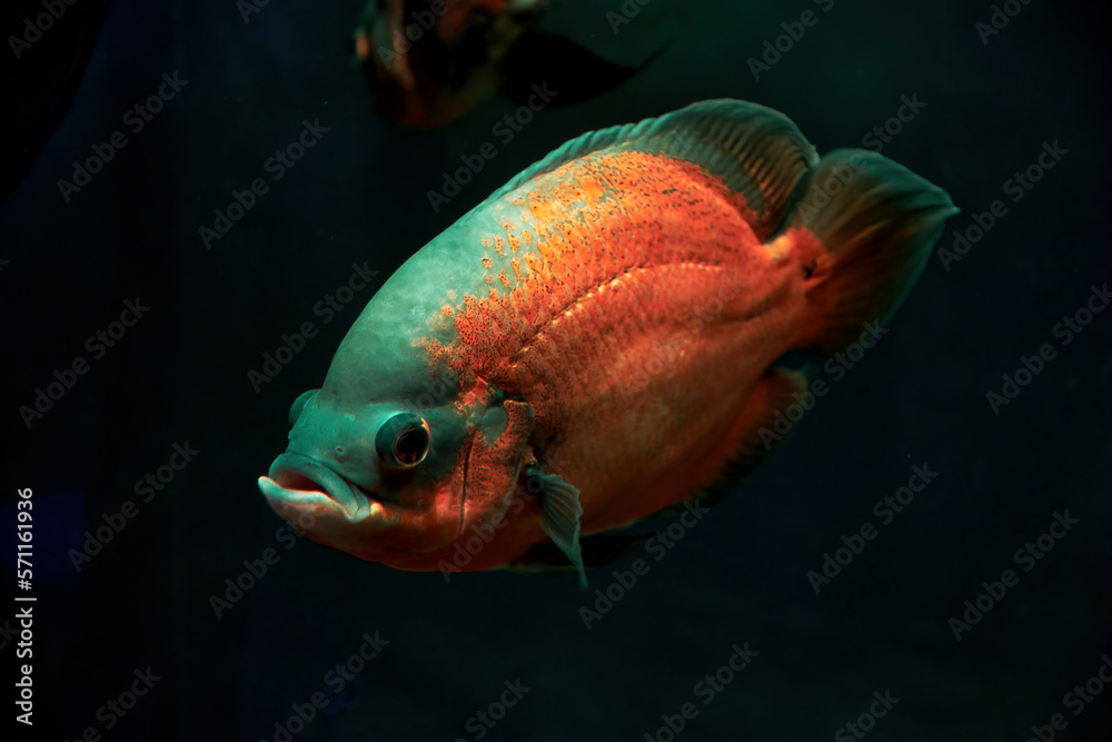 Bright red and blue astronotus fish deep in the dark sea water. Wild ...