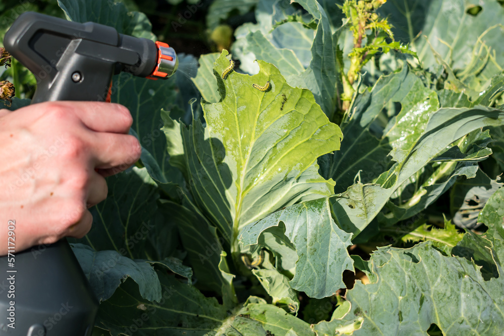 Natural cabbage treatment, spraying a natural mixture on the foliage to ...