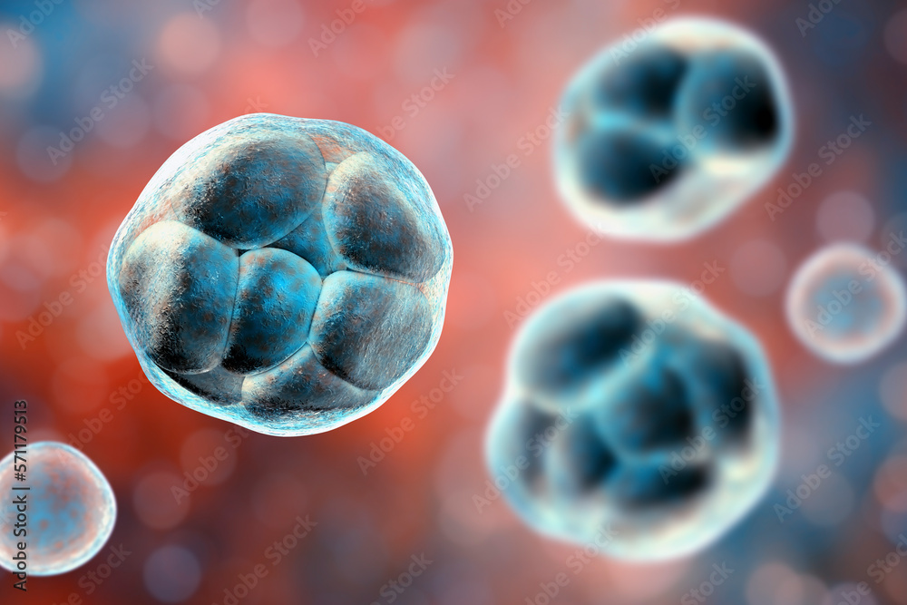 Prototheca wickerhamii algae, 3D illustration. Causes infection in ...