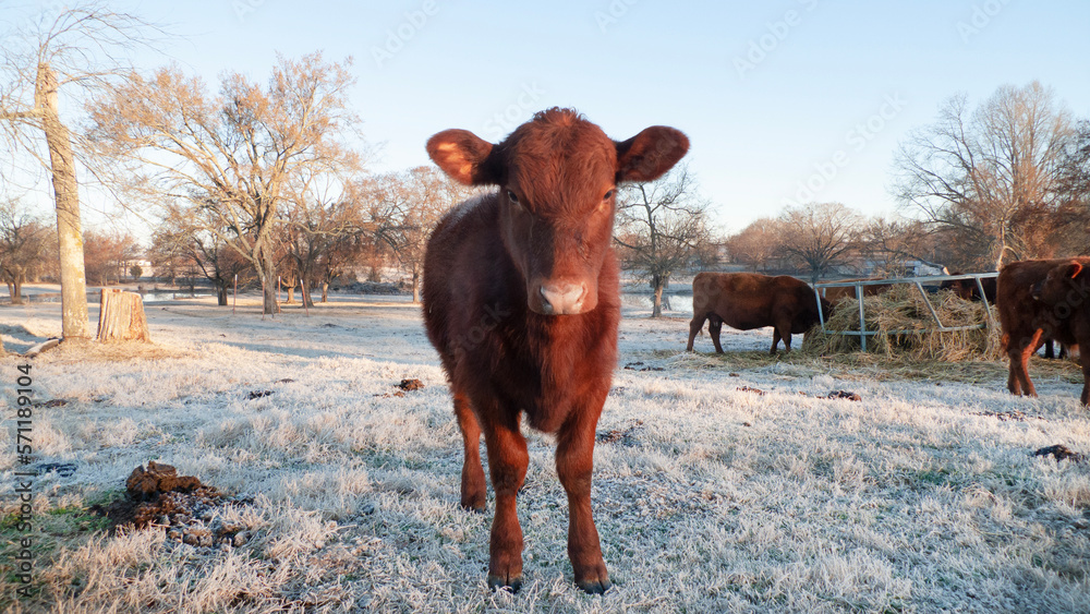 Foto de Calf in a winter pasture portrait of face, cold frosty morning ...