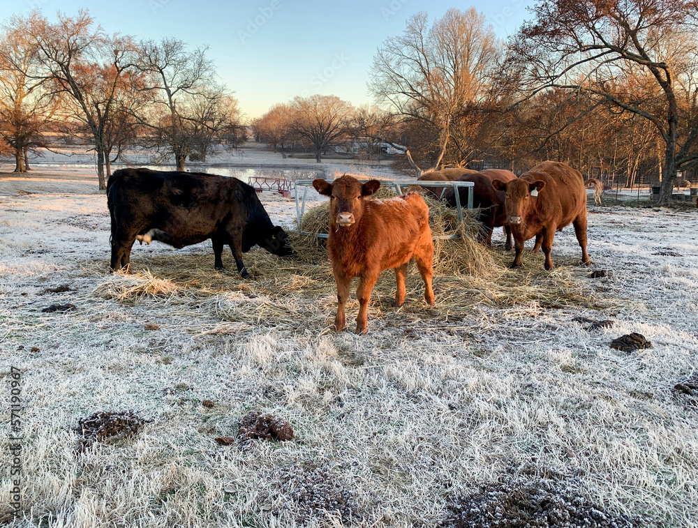 Cows eating hay in winter time with frosty morning Stock Photo | Adobe ...