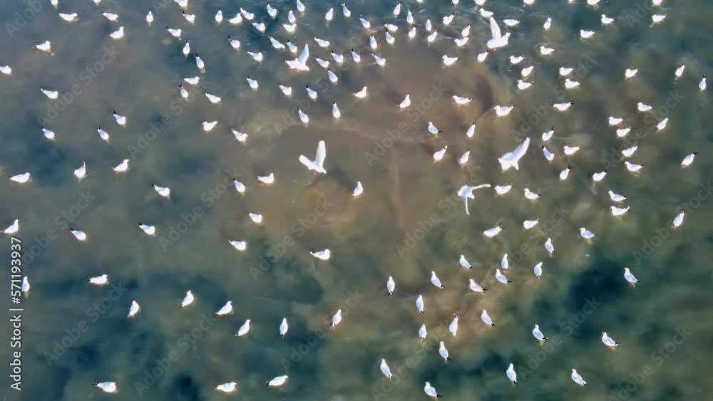 Aerial photography of sewer pipe discharge into the sea. The camera ...