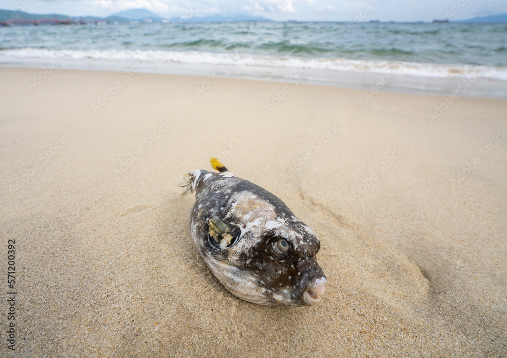 Dead puffer fish on the beach,Water pollution concept. Stock Photo ...