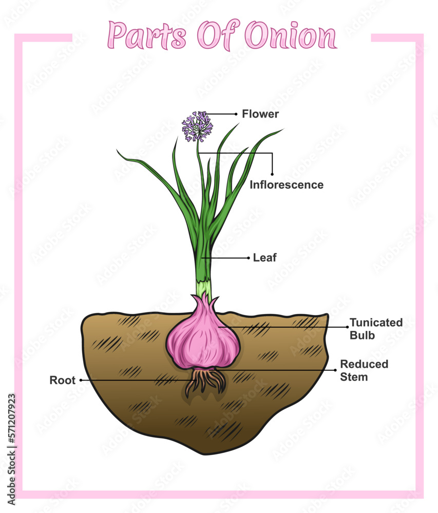 Onion structure diagram. Onion structure vector illustration. Onion ...