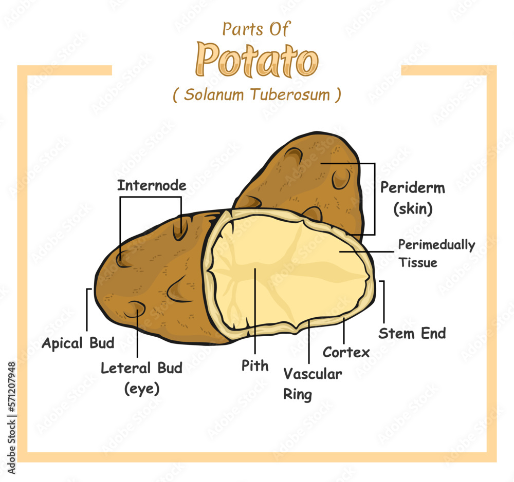 Potato structure diagram. Potato structure vector illustration. Potato ...