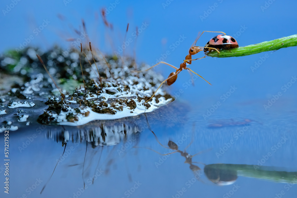 Poster ant and ladybug – Wall Art | UkPosters