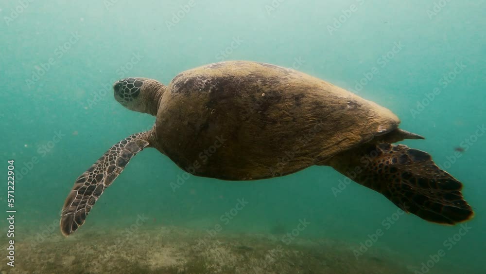 Injured sea turtle peacefully swimming in unclean dusty water of Indian ...