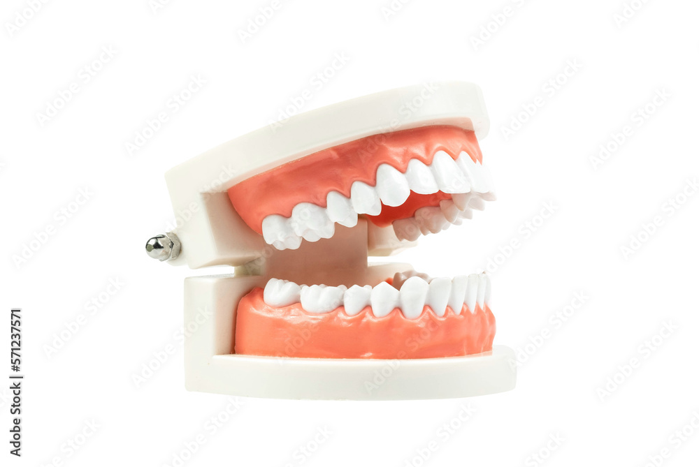 Teeth model on transparent background, High definition, Mockup teeth ...