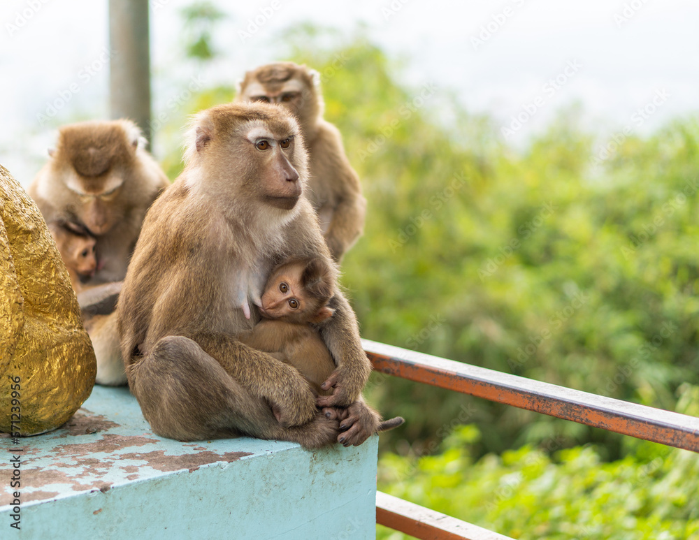 Foto de Family of macaque monkeys, mother breastfeeds her baby who is facing forward, in monkey ...