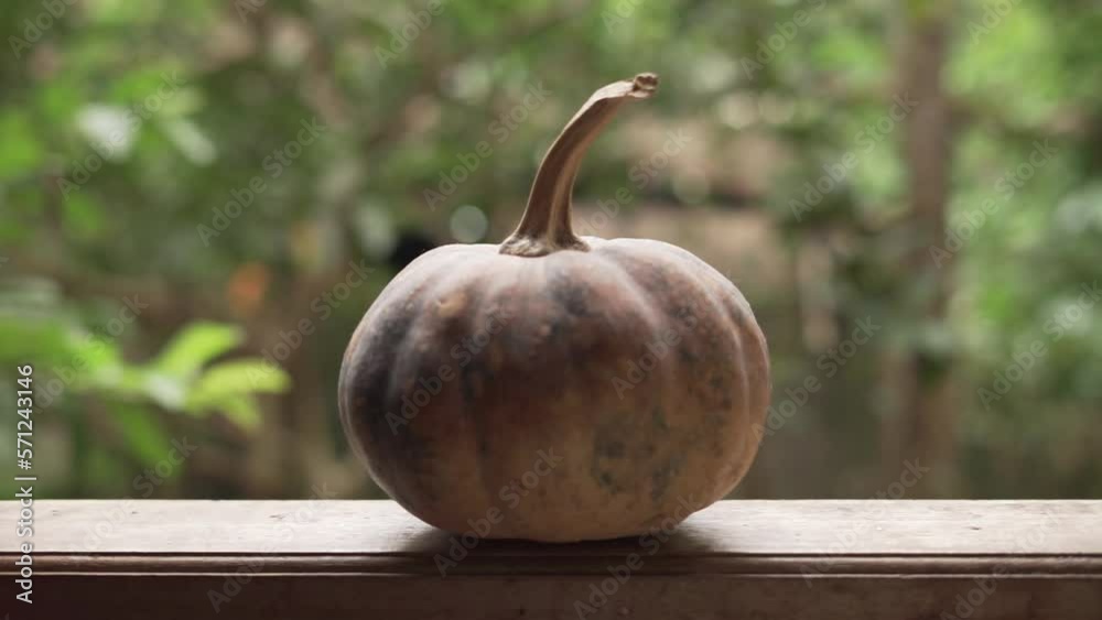 Labu waluh pumpkin (Cucurbita) put on a window bokeh background. This ...