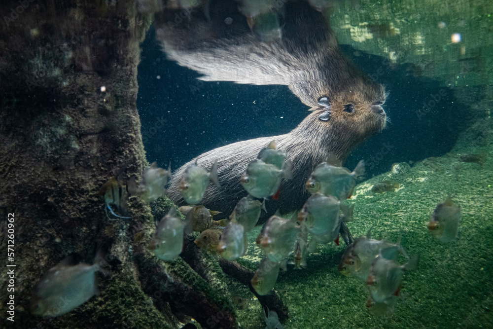 Capybara rodent animal swimming underwater in a tropical river with ...