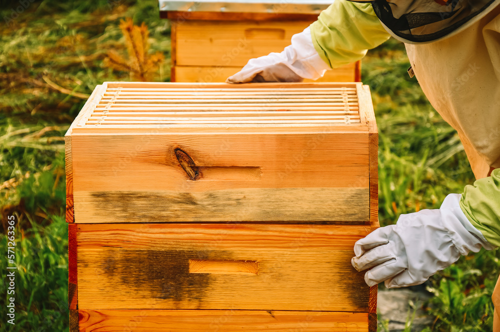 A beekeeper in a protective suit inspects a hive of bees. Eco apiary in ...