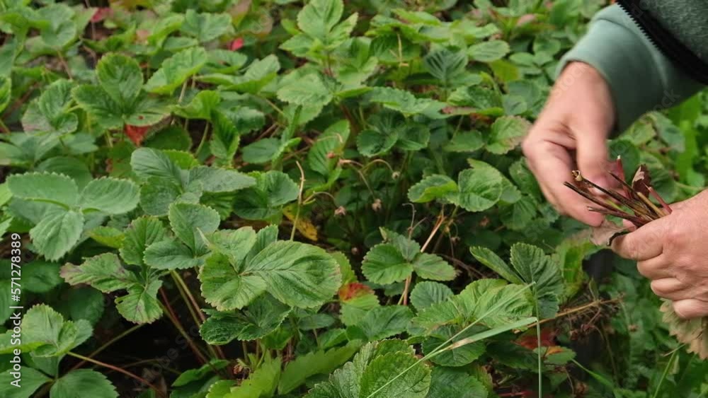 An senior woman gardener remove old leaves, useless, dried, unhealthy ...