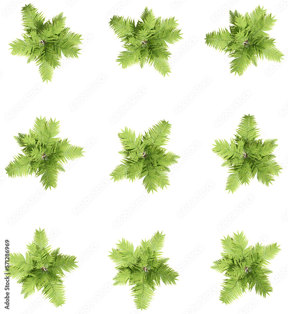 Set of ferns, 3D rendering. top view, plan view, for illustration ...
