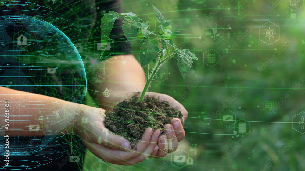 close up hands holding sapling of young oak tree. palms embrace the ...