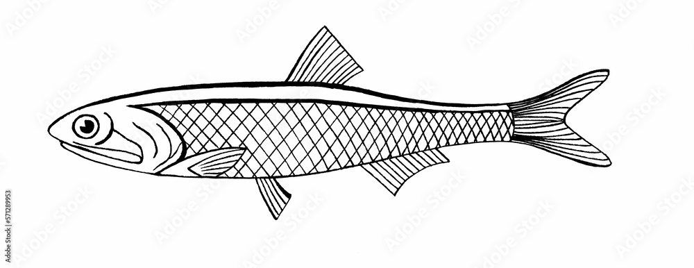 Anchovy hand drawing engraving illustration. Black and white vector ...