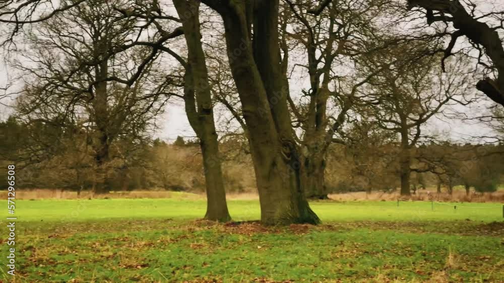 Field landscape and trees in autumn or winter, cold season in England ...
