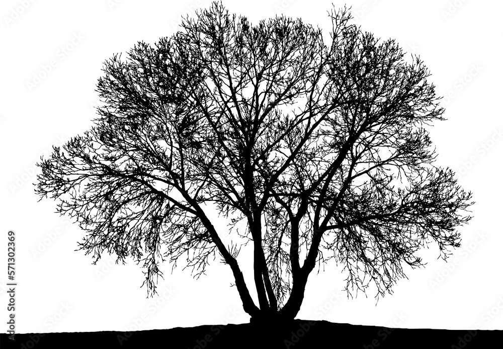 Black and white vector image of a big tree in autumn. Stock Vector ...