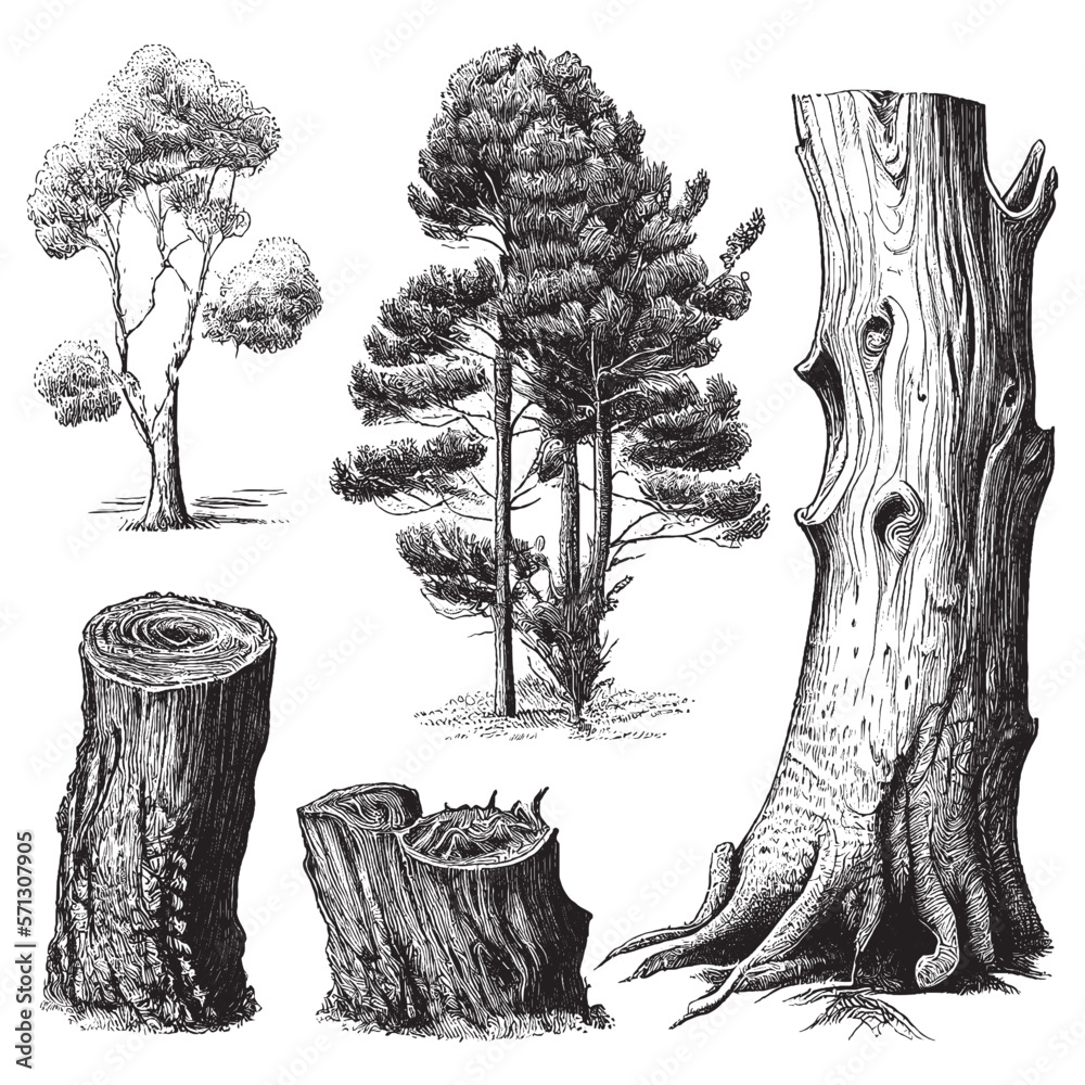 Tree Trunk Pencil Drawing