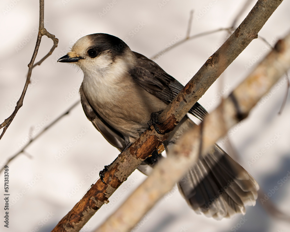 Gray Jay Photo and Image. Close-up profile view perched on tree branch ...