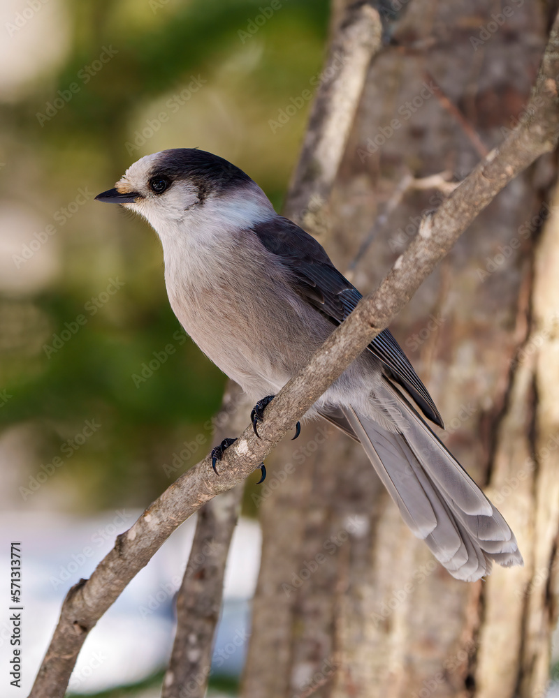 Gray Jay Photo and Image. Close-up profile view perched on tree branch ...