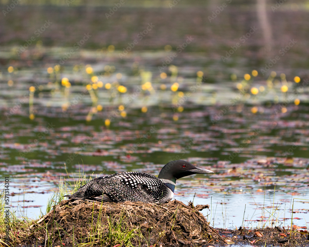 Common Loon Photo. Close-up view nesting on its nest with marsh grasses ...