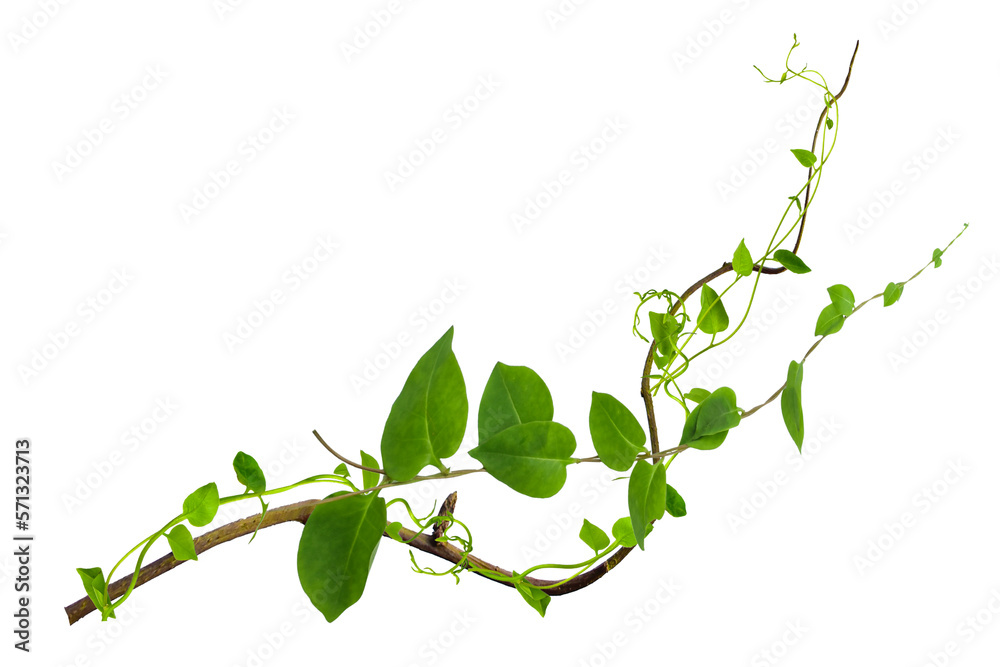 leaves isolated on transparent background Stock Photo | Adobe Stock