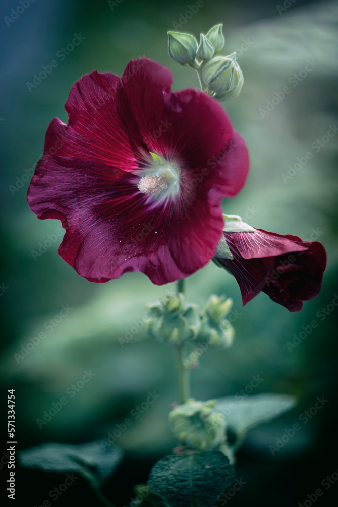 Purpurowe kwiaty malwy. Zdjęcia makro. Kompozycje kwiatowe. Obrazy z ...