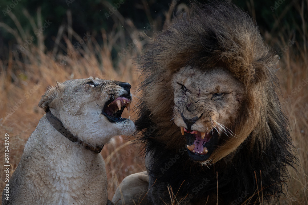 Foto de African lion mating ritual ending with barred teeth and ...