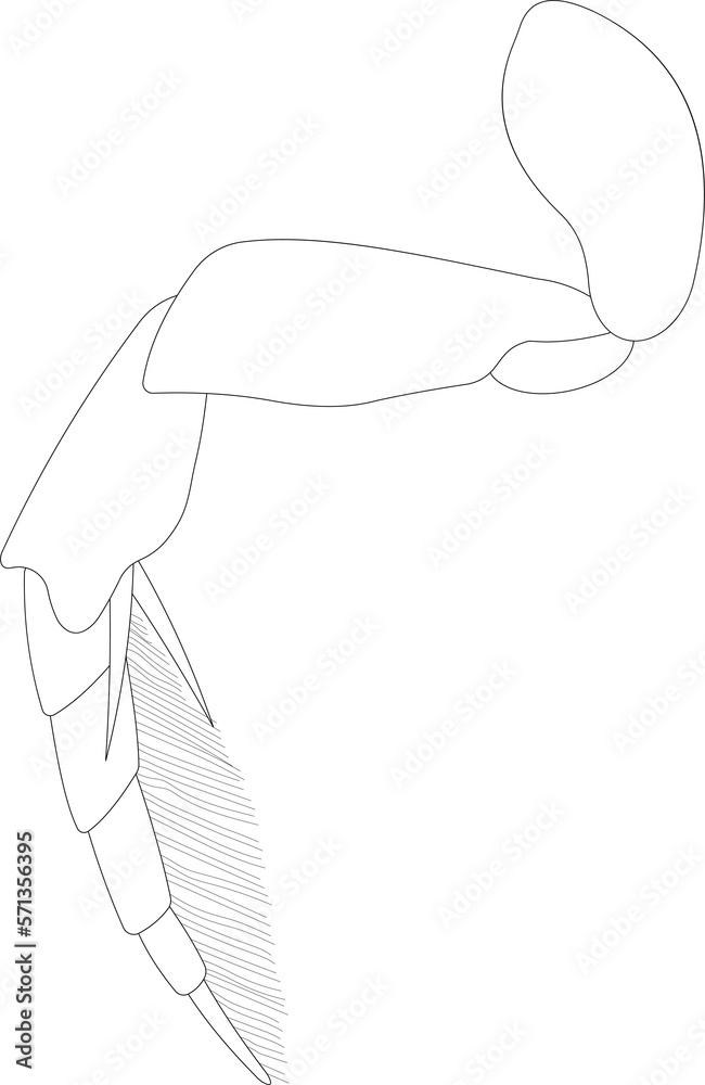 Diving beetle hind leg. Natatorial leg. Black and white illustration ...